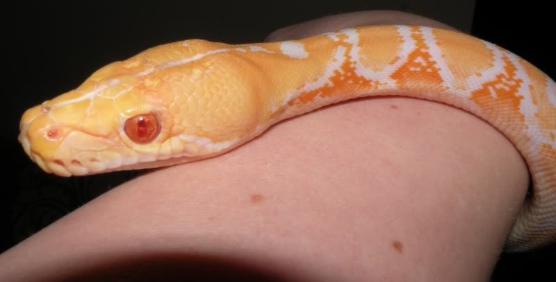 The Reticulated Python Thread | Page 27 | Reptile Forums