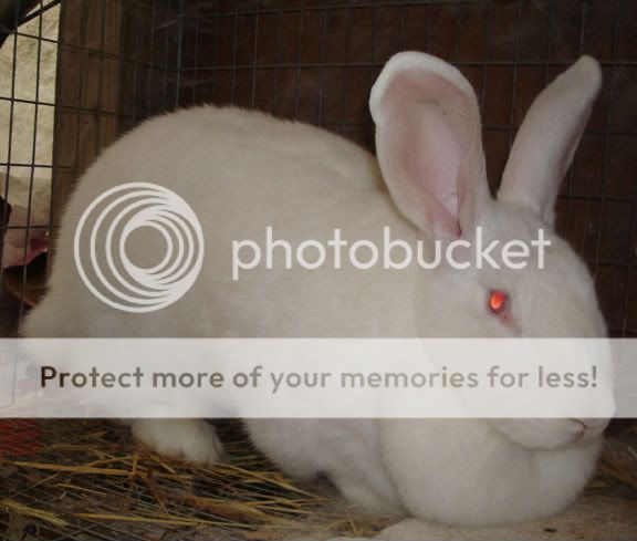 Do ALL girl bunnies get that double chin thing? | Rabbits Online Pet ...