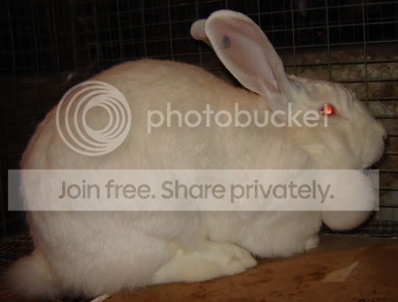 Do ALL girl bunnies get that double chin thing? | Rabbits Online Pet ...