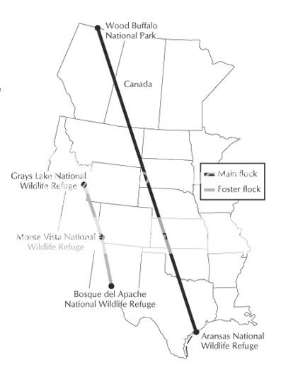 Whooping Cranes and Wind Farms | Guadalupe Storm-Petrel