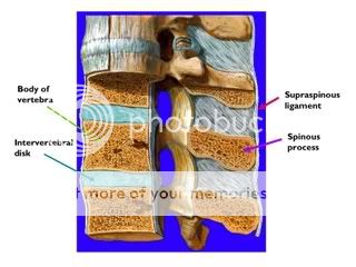 Spinal Ligaments and Equine Back Pain | Guadalupe Storm-Petrel