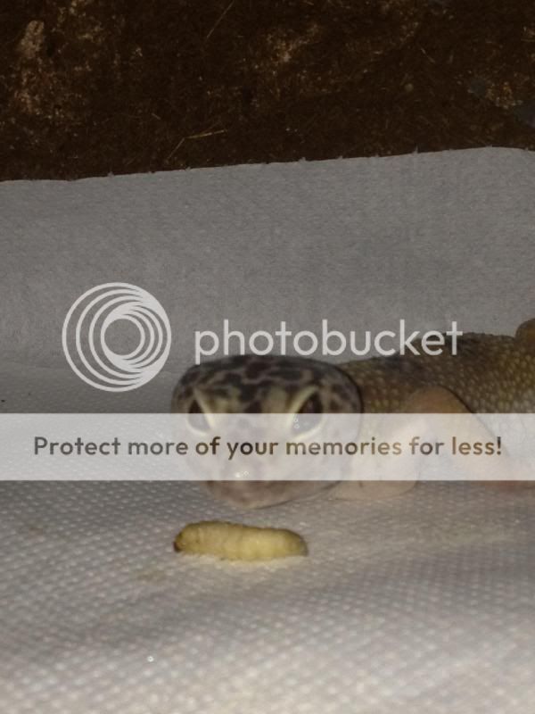 Swollen eye in leopard gecko | Reptile Forums