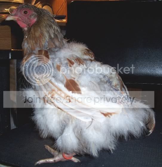 Ugly Chicken Contest! | BackYard Chickens - Learn How to Raise Chickens