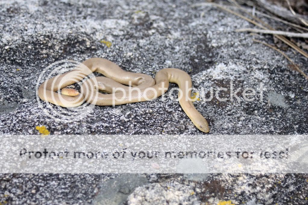 favorite finds and photos from california part 3: snakes - Field Herp Forum