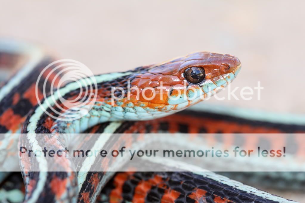 favorite finds and photos from california part 3: snakes - Field Herp Forum