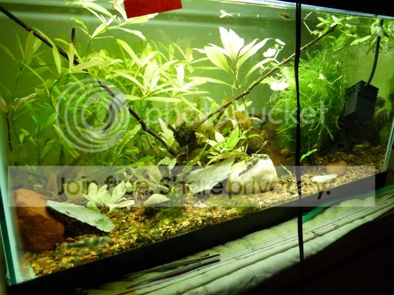 Light Substrate Vs. Dark Substrate | Fish Forum