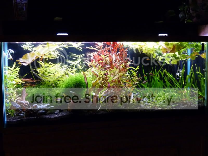 Light Substrate Vs. Dark Substrate | Fish Forum