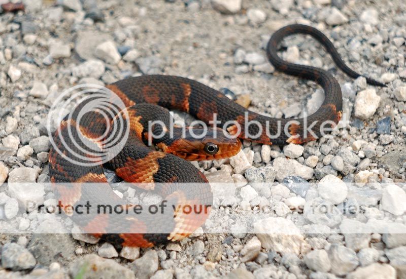 Banded Water Snake? | TexAgs