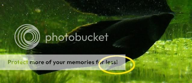 Molly Gender (Please Post Your Pictures!) | AquariaCentral.com