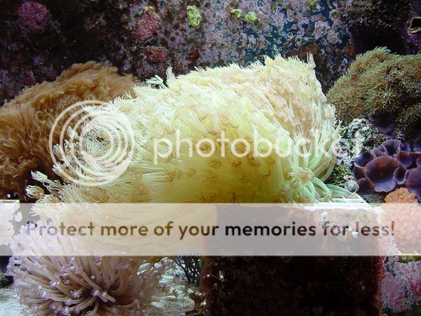 Goniopora - Reef Central Online Community