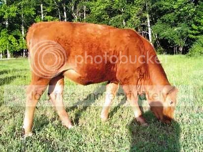 Mytty In Focus | CattleToday.com - Cattle, Cow & Ranching Community