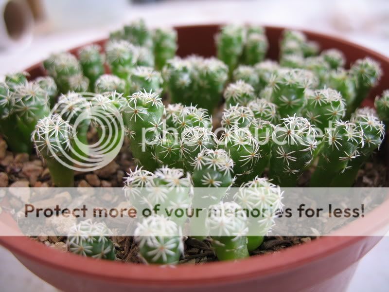 Starting seeds (2 year update!) - Page 2 - CactiGuide.com