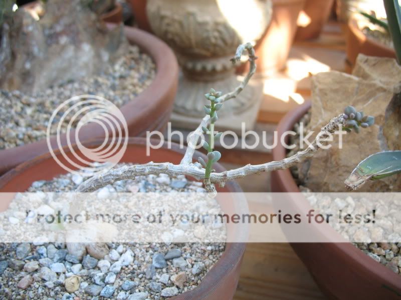 Show me your Tylecodons.... - CactiGuide.com