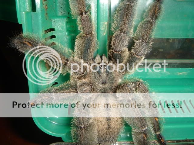 Tarantula Of The Month: Psalmopoeus irminia : r/tarantulas