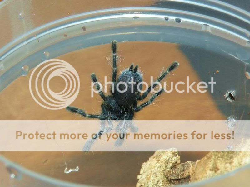 Avic Versi Sling Care | Reptile Forums