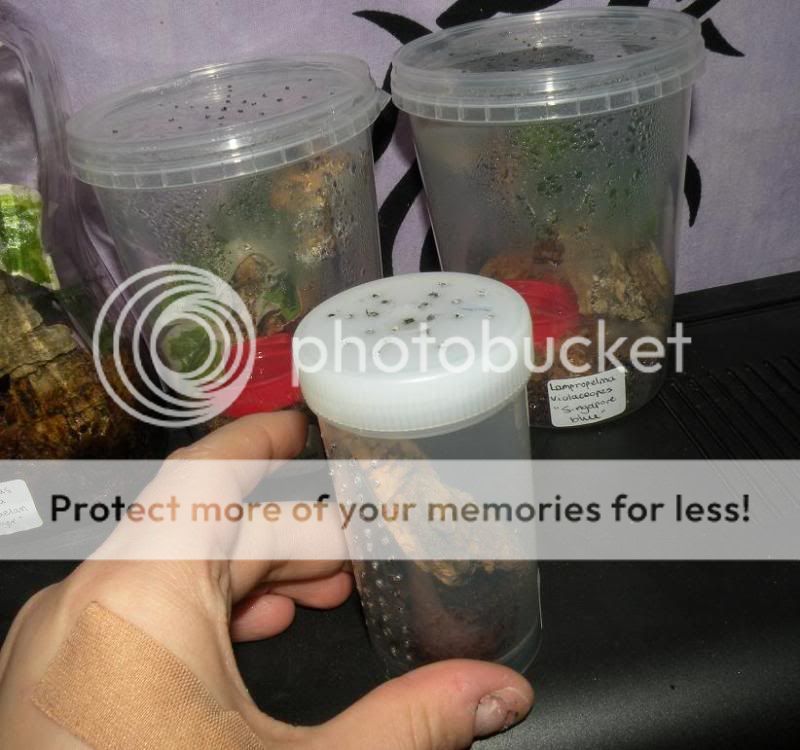 Avic Versi Sling Care | Reptile Forums