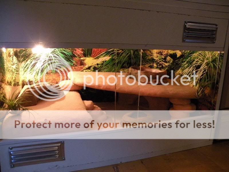 Leopard Gecko Set ups | Reptile Forums