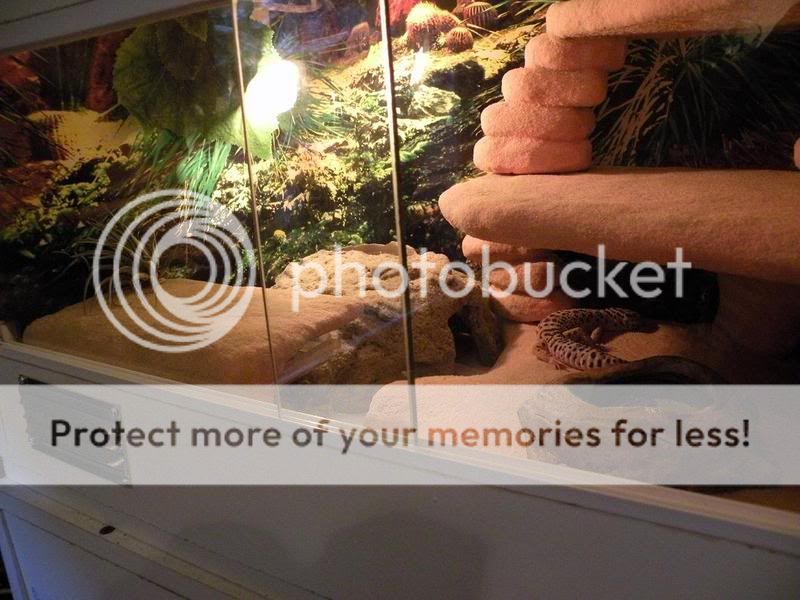 Leopard Gecko Desert Rock Build (round 2) | Reptile Forums